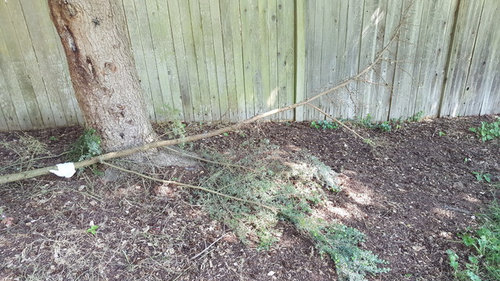 HELP: Is my hemlock dying?