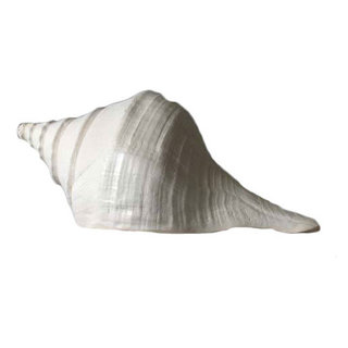 Conch Shell Garden Animal Statue - Beach Style - Garden Statues And ...