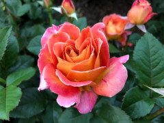 What new roses did you order for 2020? | Houzz Forum
