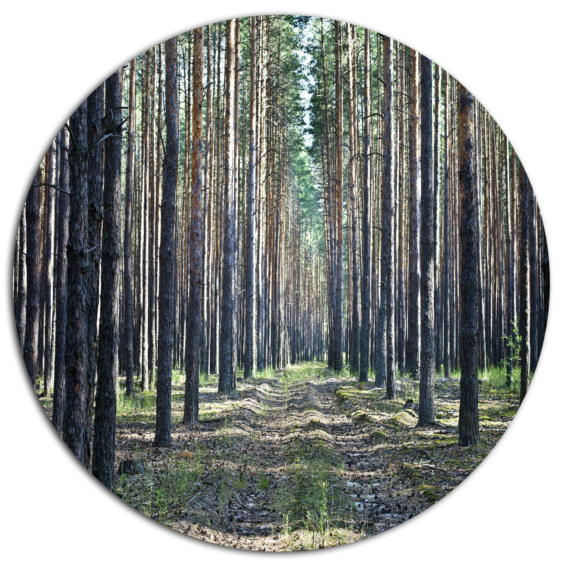 Forest Road In Thick Woods, Modern Forest Round Wall Art, Disc of 36 ...