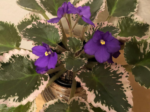 My African Violet, O. Modesty