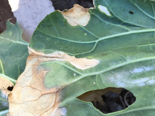 Collard green diseases?
