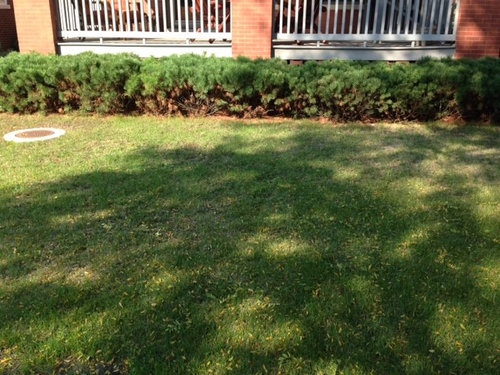 Help with front lawn design
