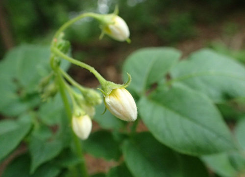 Drooping White Flowers?