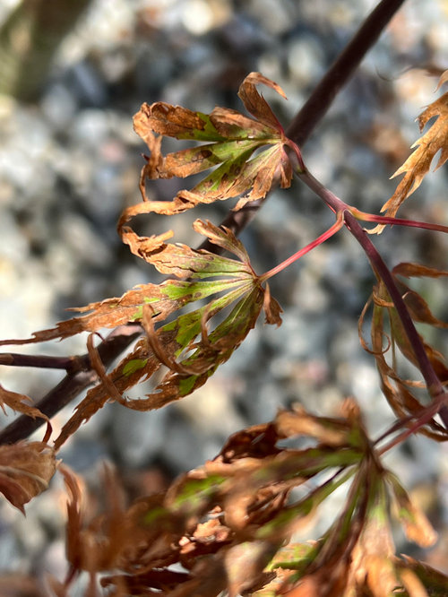 Japanese Maple, leaf scorch?