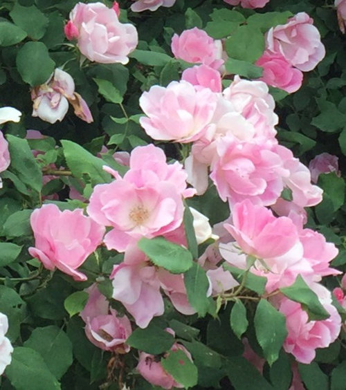 Rose bush identification