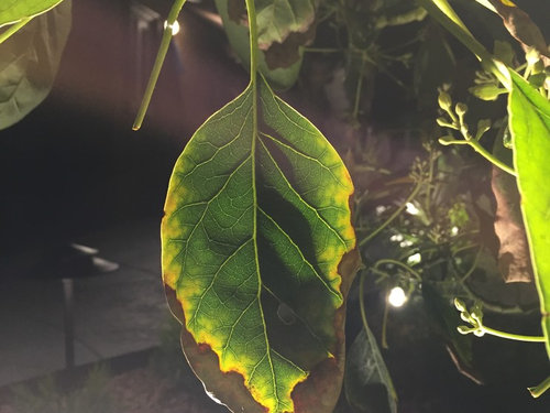 What's wrong with my avocado tree? Please help:-/ | Houzz Forum