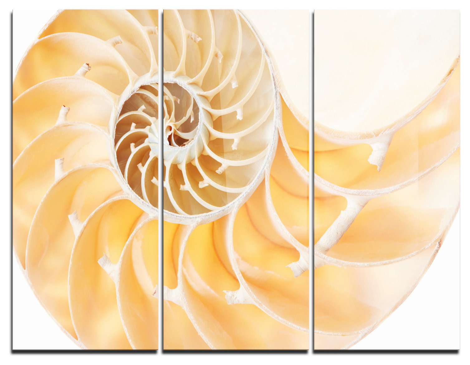 "Light Brown Nautilus Shell" Metal Wall Art, 3 Panels, 36"x28", 36"x28 ...