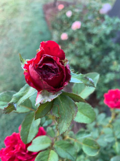 Issue with a rose flowers not opening right in SC