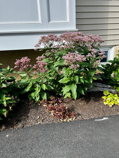 Eupatorium purpureum Euphoria 'Ruby'