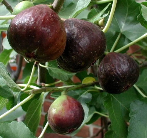 black italian fig