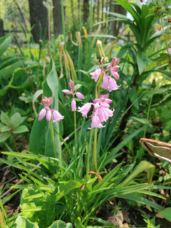 Suggestions for early spring color