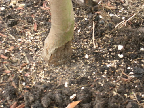 Mango tree bark,..a problem ? | Houzz Forum