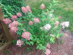 Candy Apple Hydrangea