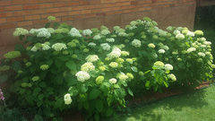 Annabelle hydrangea spacing