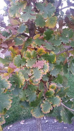 Quercus Urban Pinnacle oak tree