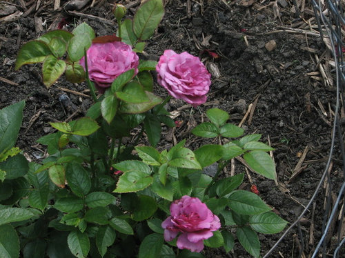 Own root Plum Perfect rose progress...