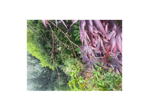 Maple tree troubleshooting: leaf out problem