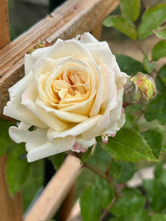 Antique Rose Emporium's Heavenly Ascent, anyone have it? | Houzz Forum
