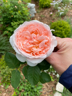 First year roses versus second year