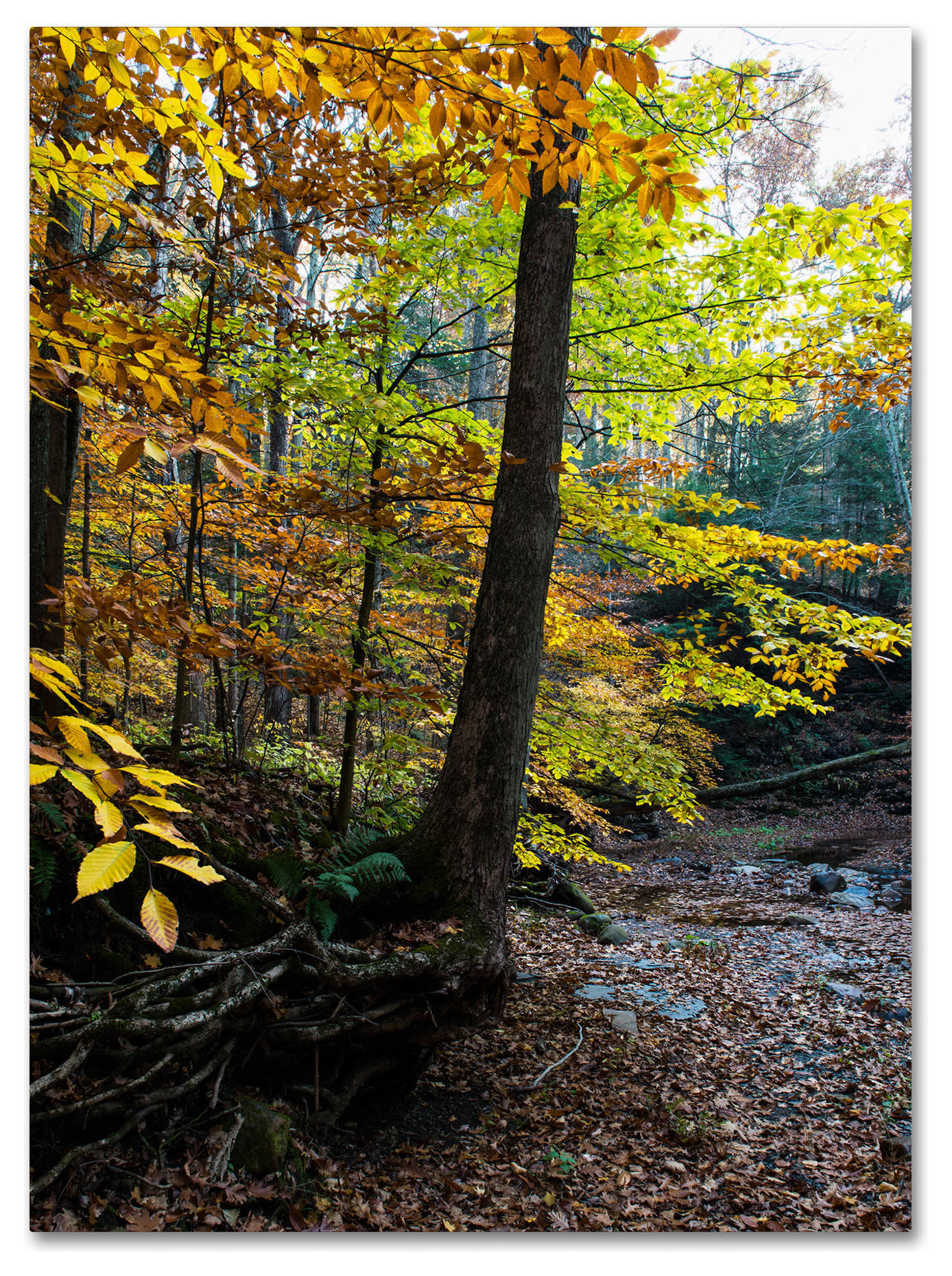 Kurt Shaffer 'Autumn Afternoon' Canvas Art, 24"x18" - Contemporary ...