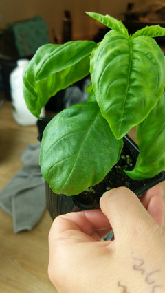 My basil has been drooping and has discoloration.