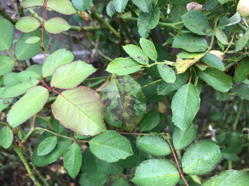 Help identify and treat this disease on rose bushes?