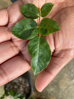 EMERGENCY ROSE RESUSCITATION HELP PLEASE