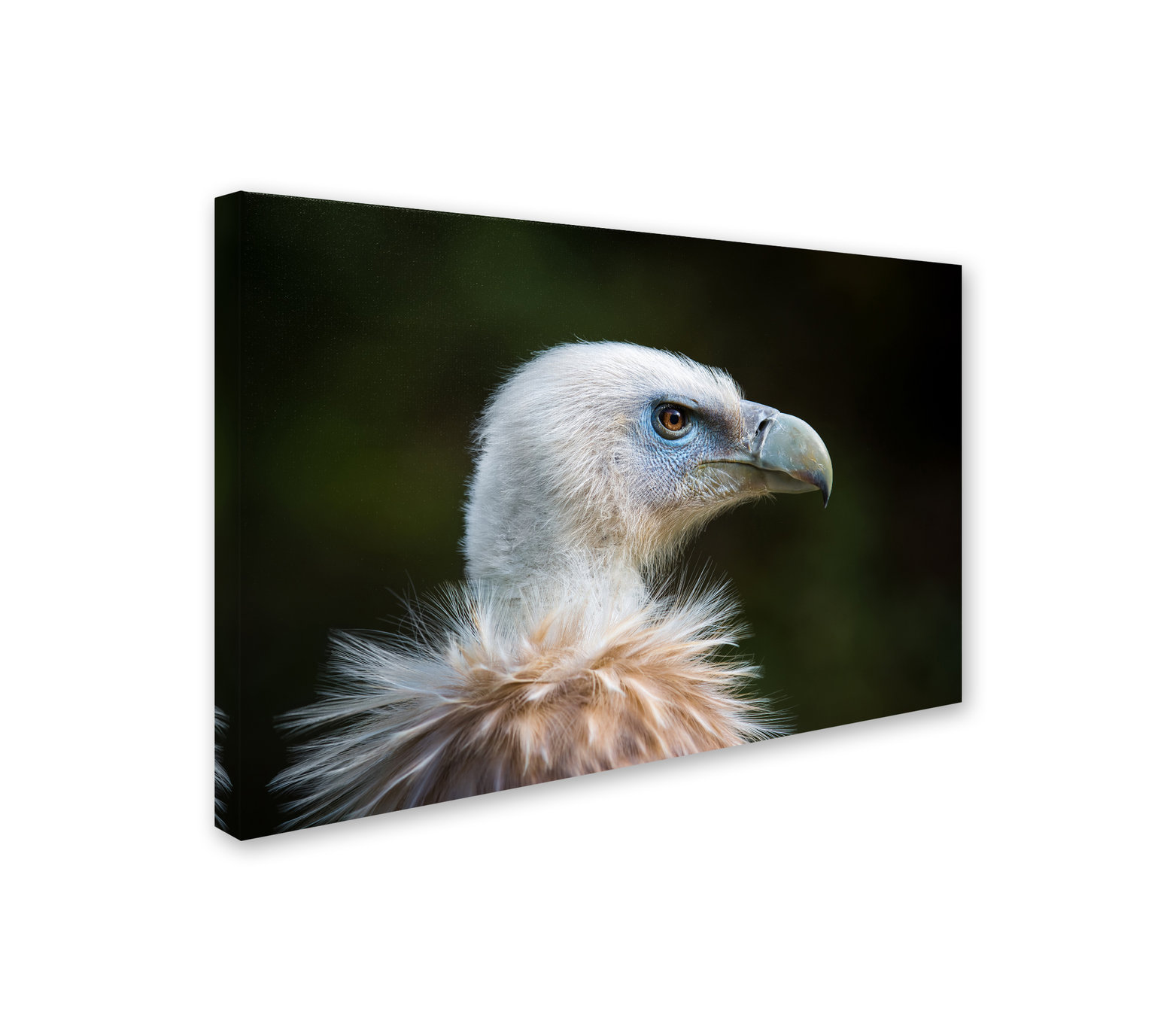 Sebastian Graf 'This Years Fashion' Canvas Art, 19"x 12" - Contemporary ...