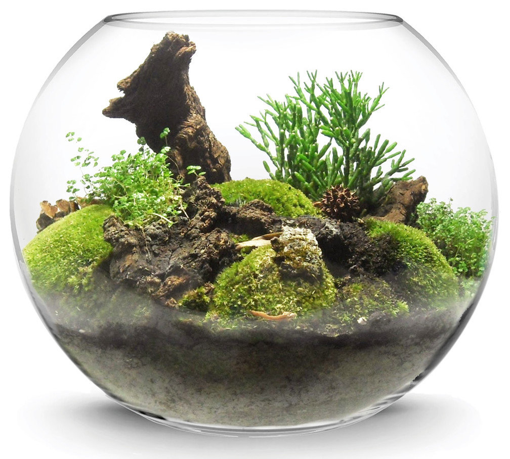CYS Glass Bubble Bowl Vase, Fish Bowl Aquarium/Terrarium, Diameter-12 ...