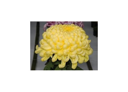 Irregular incurve chrysanthemums