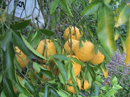 Identify this rootstock - citrumelo? Swingle? ? | Houzz Forum