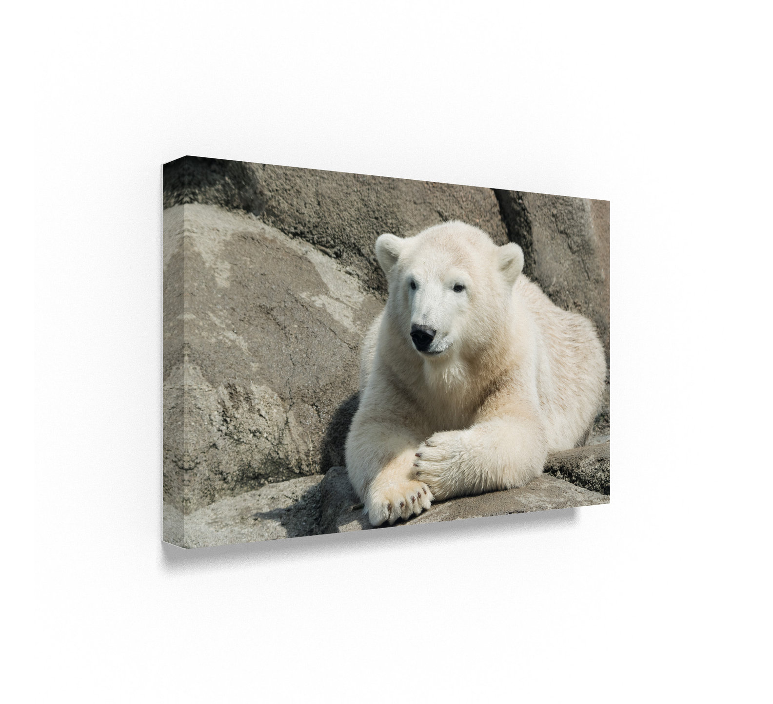 "Polar Bear" by Robert Michaud, Canvas Art, 30"x47" - Contemporary ...