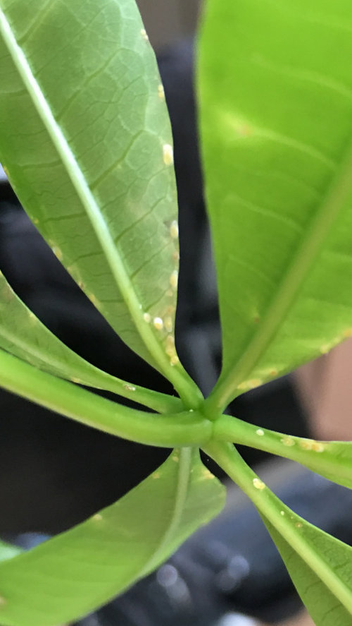 Scale Bugs on my Money Tree?