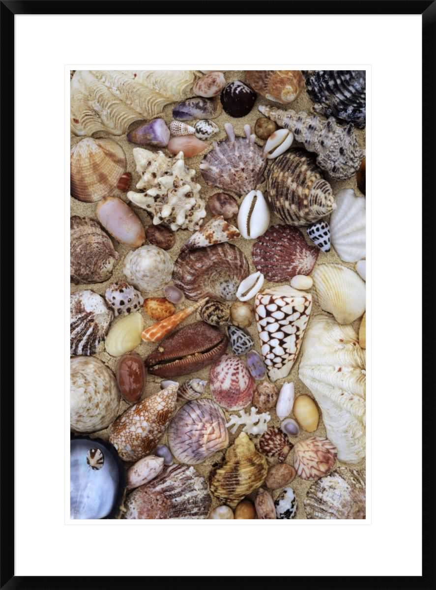 "Various conch, cowry, clam and other marine shells" by Rinie Van Meurs ...