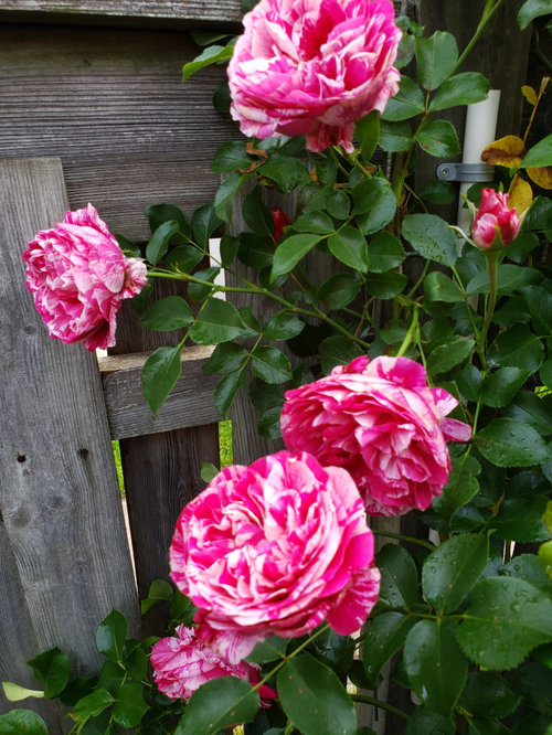 Ordered Red Eden rose but got something else.