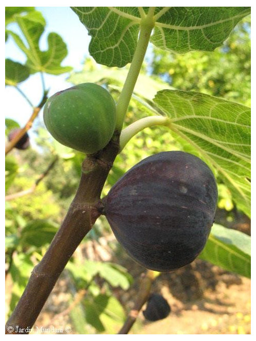 Mundani Botanical Garden