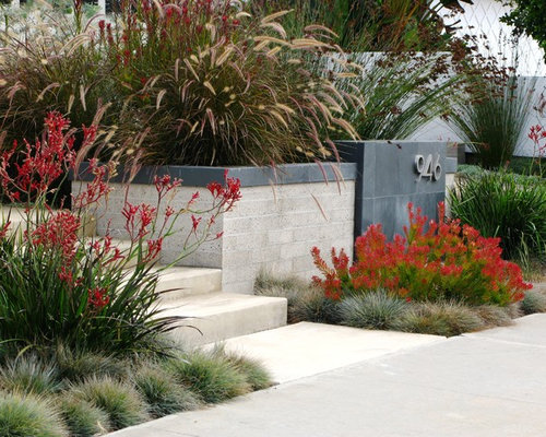 Kangaroo Paw Ideas, Pictures, Remodel and Decor