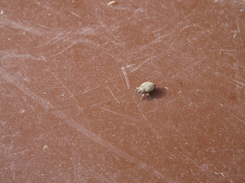 Need help identifying a pest or a disease on Butterfly Bush