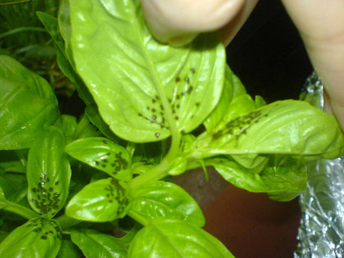 identifying basil damage (small circles)? *PHOTOS*