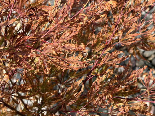 Japanese Maple, leaf scorch?