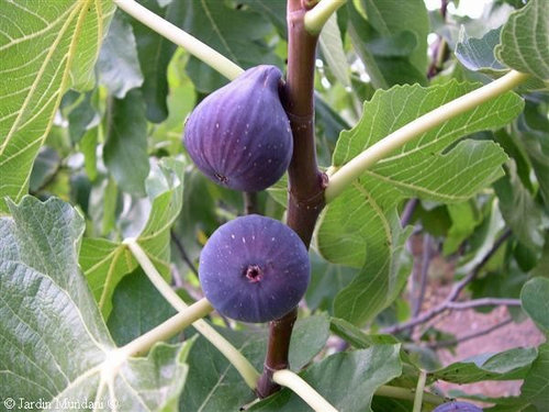 Mundani Botanical Garden