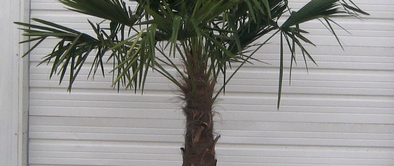 Palm Trees Canada - Project Photos & Reviews - Coquitlam, BC CA | Houzz