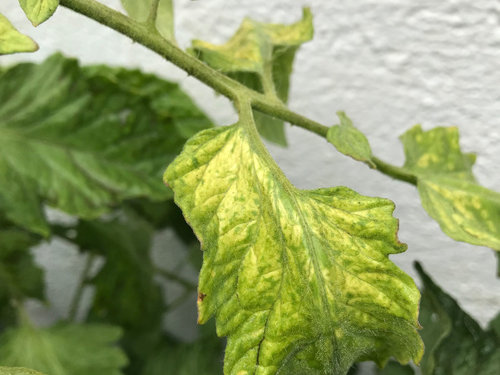 Tomato leaves on one plant developing patchy yellow mottling