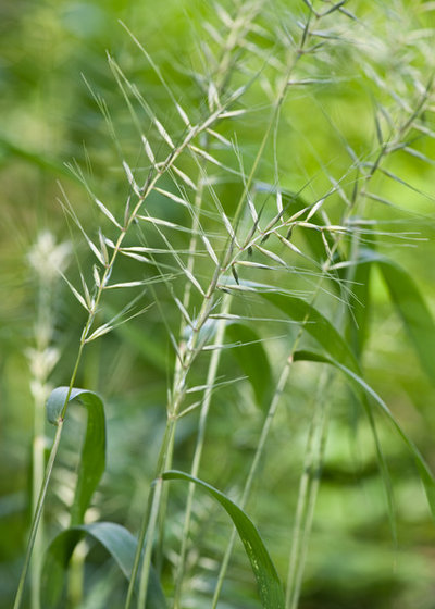 10 Essential Native Grasses and Sedges for Mid-Atlantic Gardens