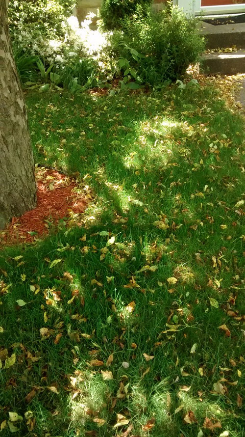 Crab apple tree losing leaves in early summer