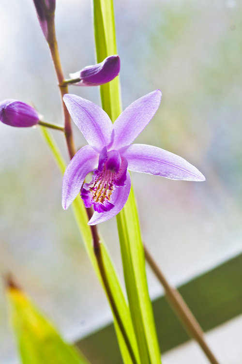 Bletilla yokohoma 'Kate'