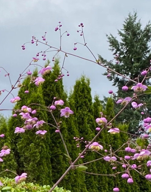 Pink flowers - stick tree