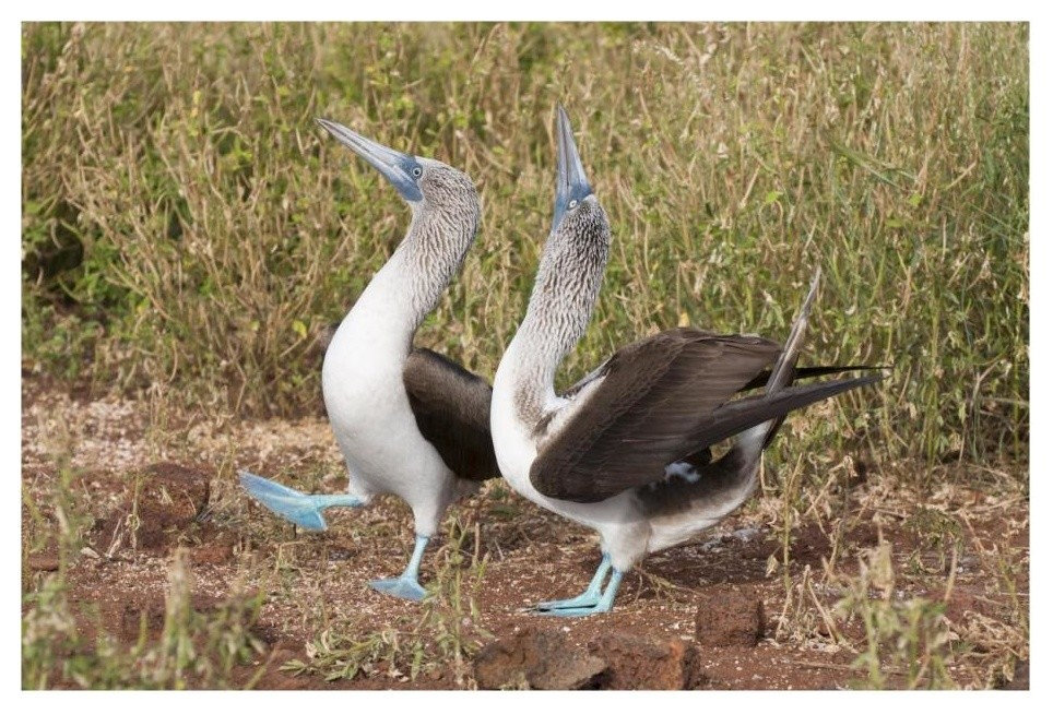 "Blue-Footed Booby Pair in Courtship Dance, Galapagos Islands, Ecuador ...