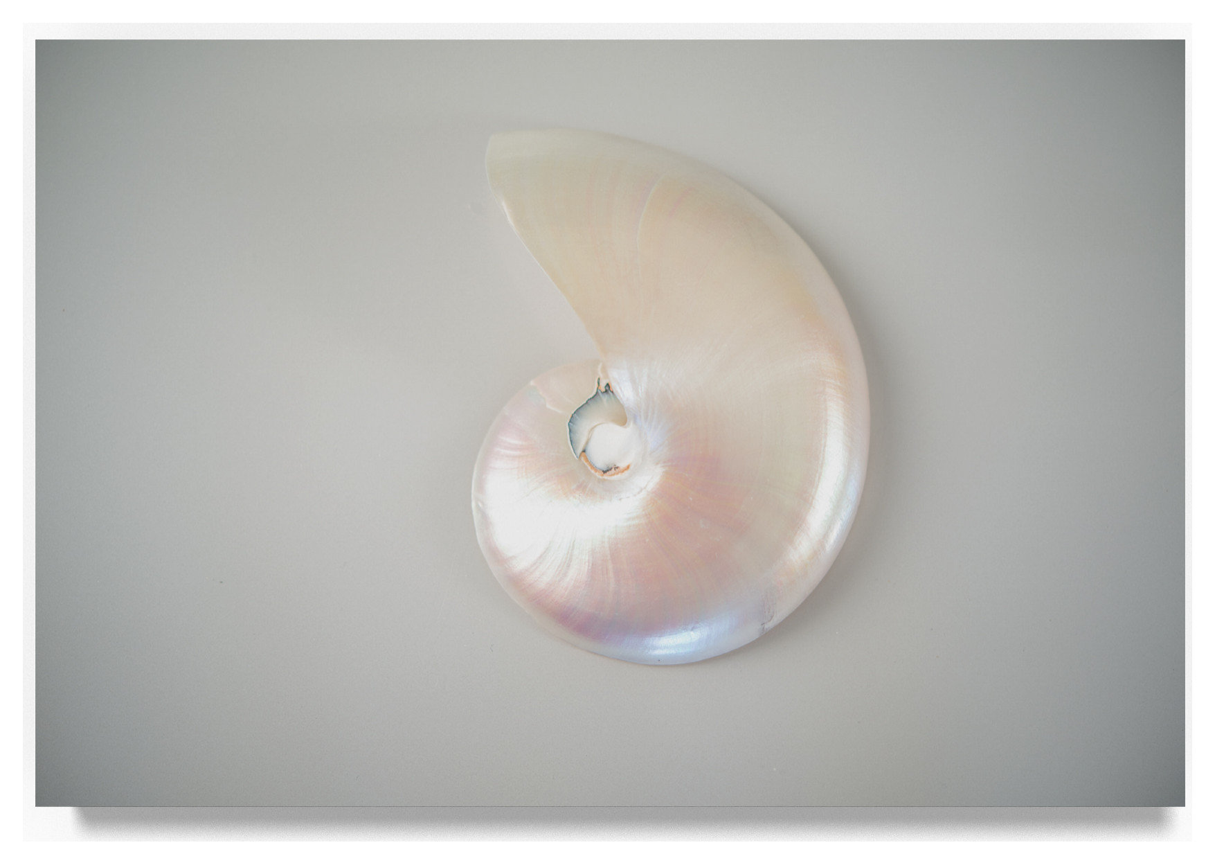 "White Spiral Shell" by Lightboxjournal, Canvas Art, 12"x19" - Beach ...